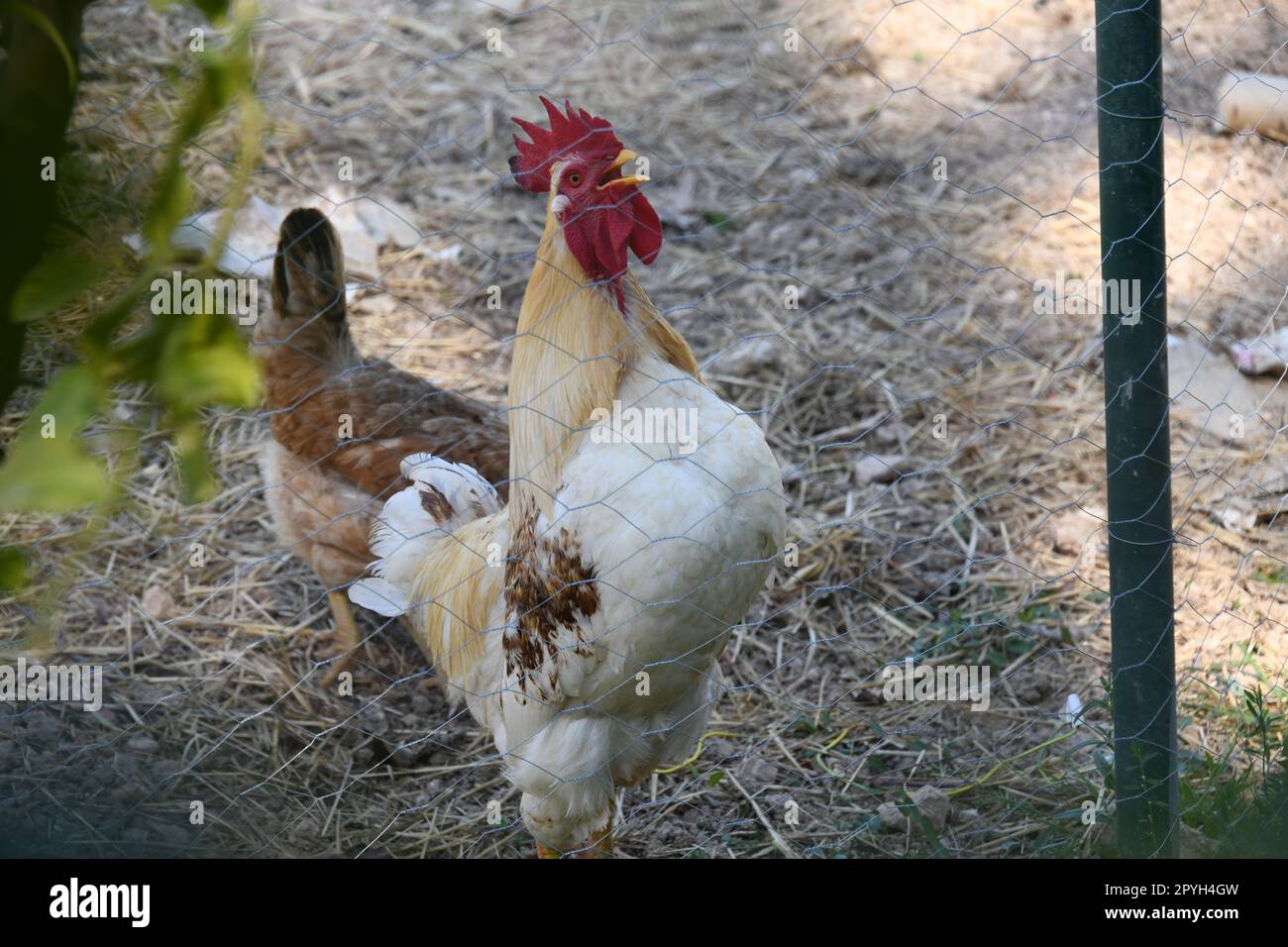happy chickens and a happy rooster in the garden, Alicante province ...