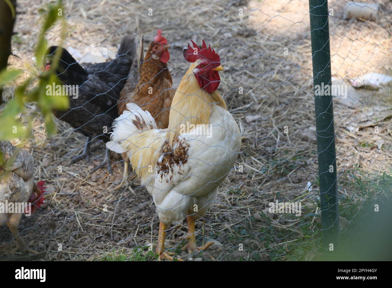happy chickens and a happy rooster in the garden, Alicante province ...