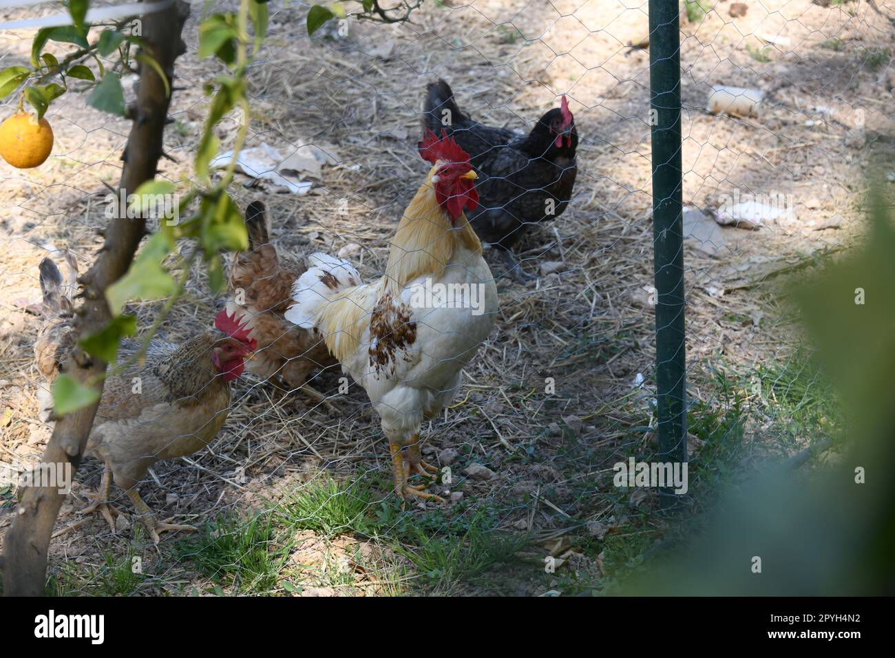 happy chickens and a happy rooster in the garden, Alicante province ...