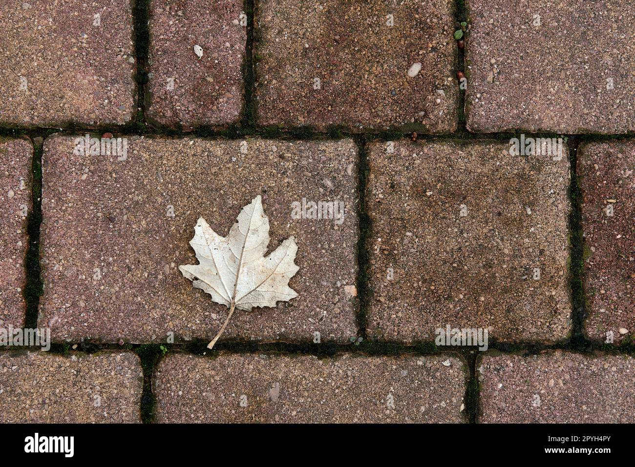 An autumn leaf on stone paving stones Stock Photo - Alamy