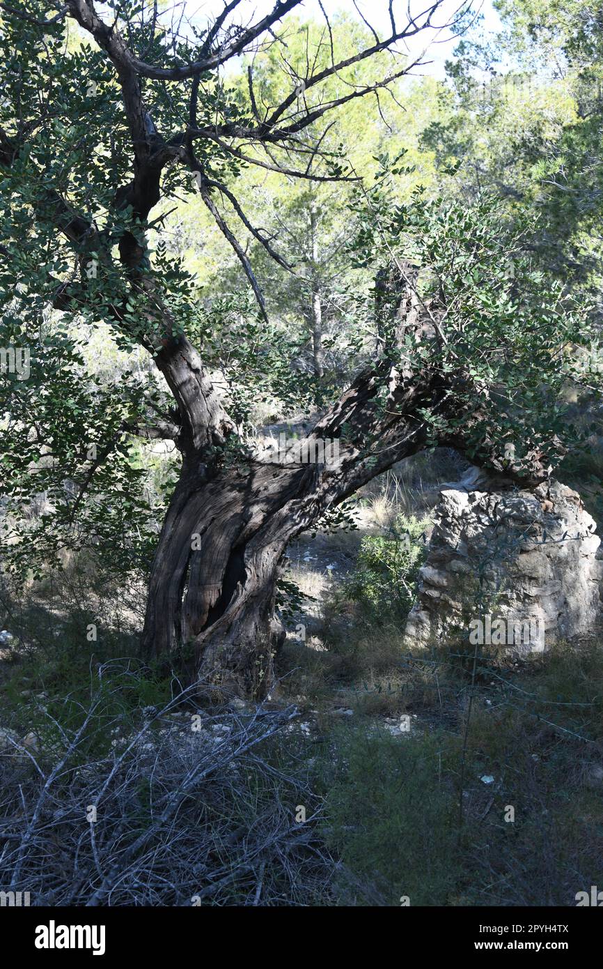 Costa blanca with tree hi-res stock photography and images - Alamy
