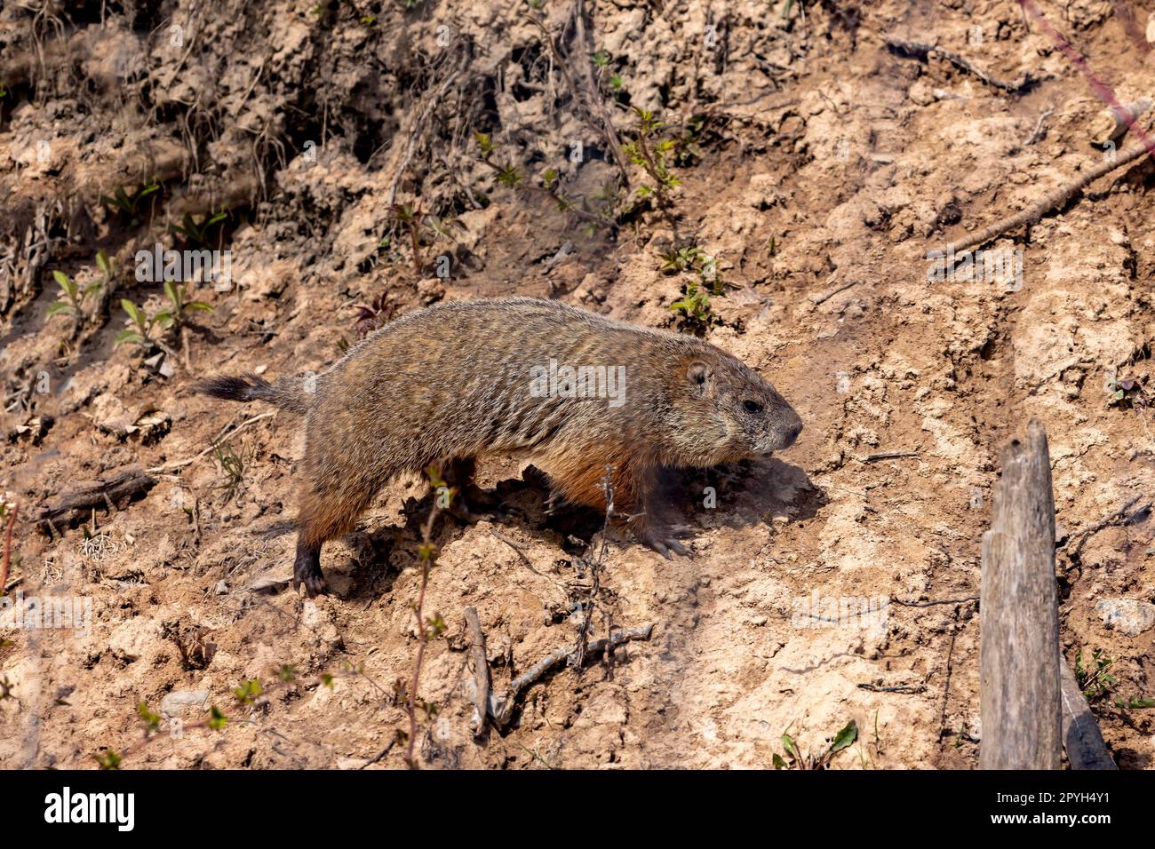 The groundhog (Marmota monax), also known as a woodchuck Stock Photo ...