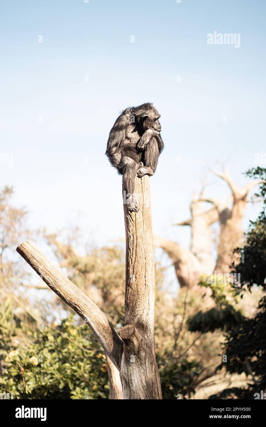 Chimpanzee sitting on the top of tree trunk in thoughtful humal like ...