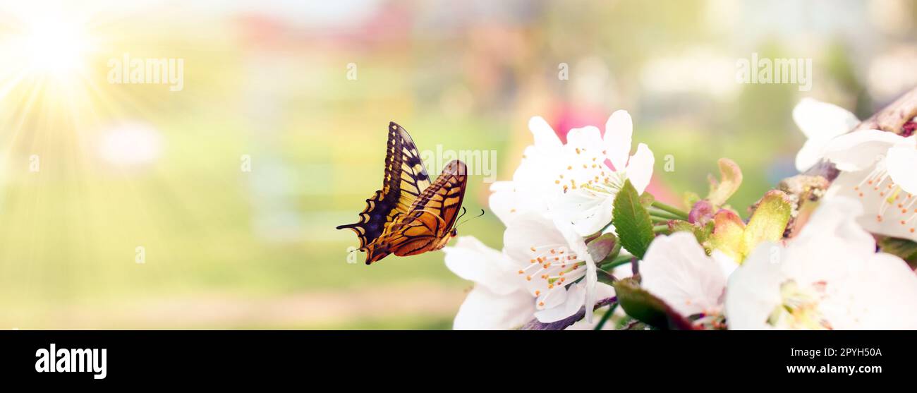 Butterfly and a beautiful nature view of spring flowering trees on ...