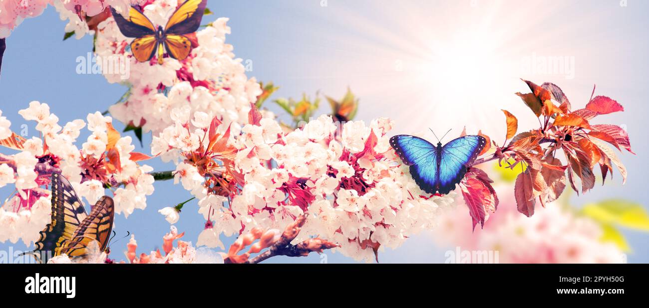 Butterfly and a beautiful nature view of spring flowering trees on ...