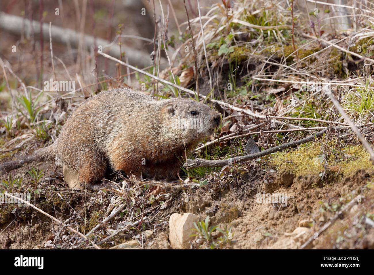 The groundhog (Marmota monax), also known as a woodchuck Stock Photo ...