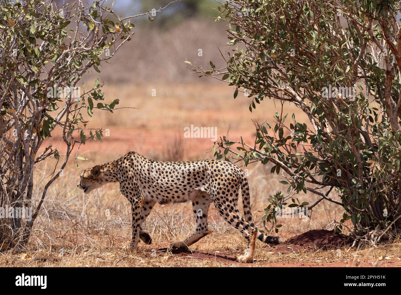 This captivating photo showcases the cheetah, a powerful and graceful ...
