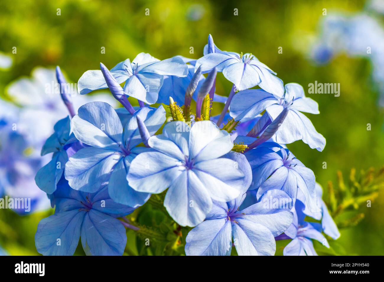 Purple and white tropical flowers hi-res stock photography and images ...