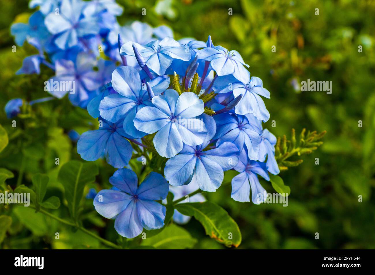 Beautiful small tropical blue purple flowers and blossoms in Mexico ...