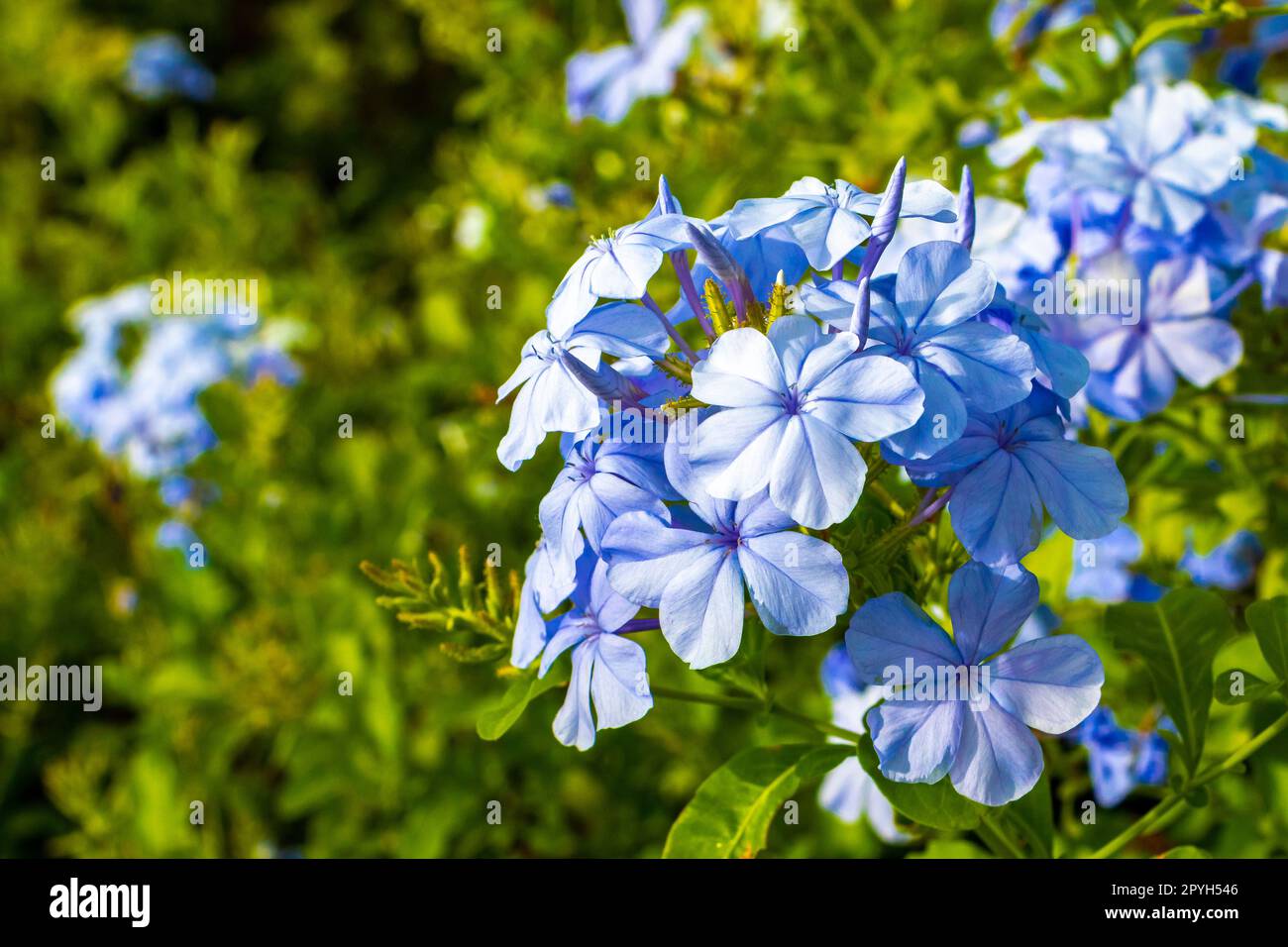 Small purple blue flowers hi-res stock photography and images - Alamy