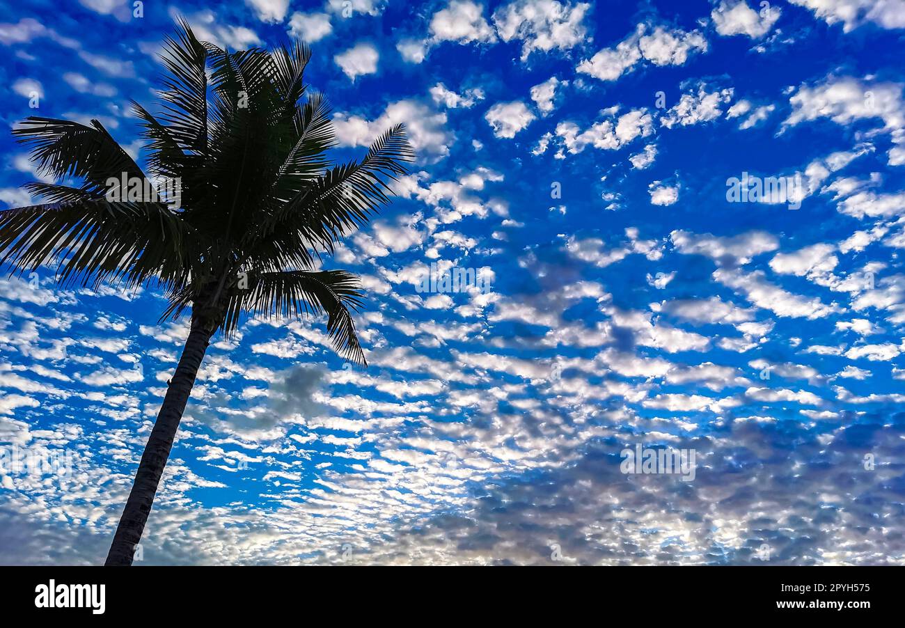 Blue sky fluffy clouds and shady palm trees in Mexico Stock Photo - Alamy