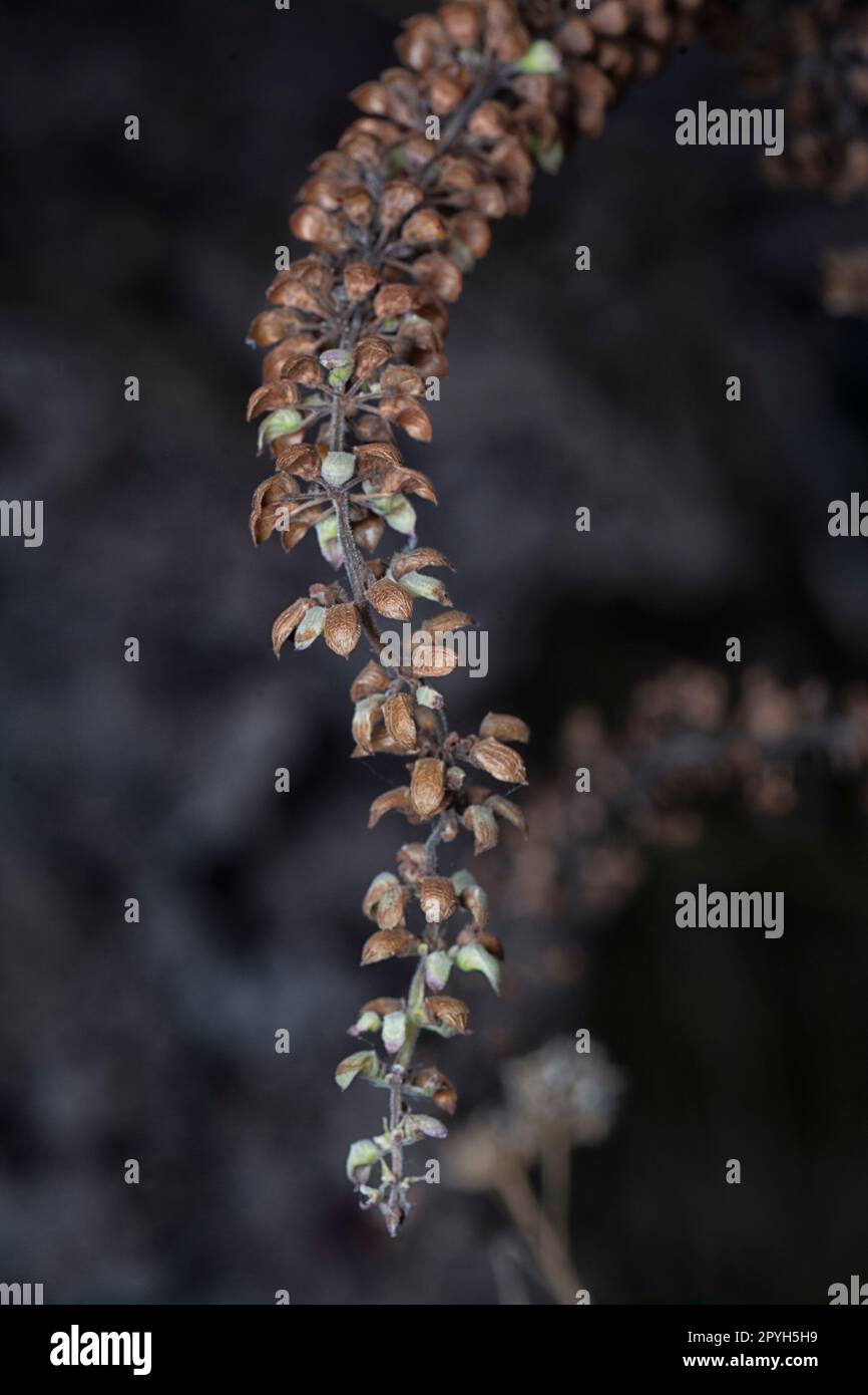 close shot of the dried Lamiaceae stalk shrub flower Stock Photo - Alamy