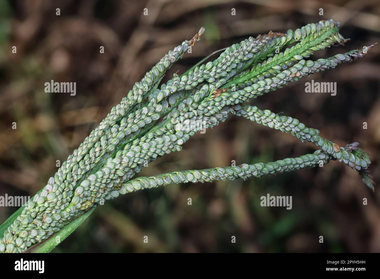 Paspalum grass hi-res stock photography and images - Alamy