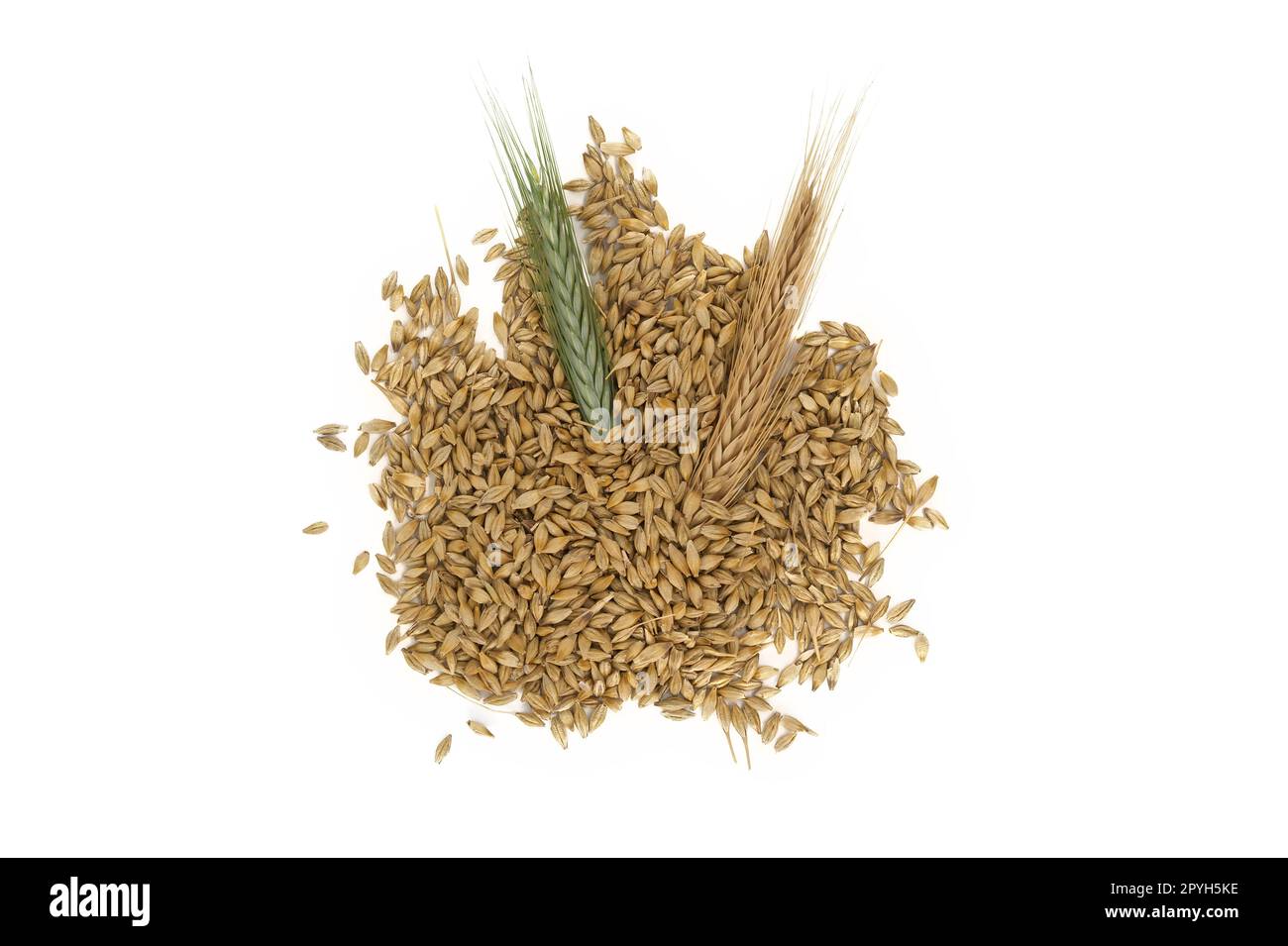 Barley seeds with the outer husk ears over white Stock Photo - Alamy