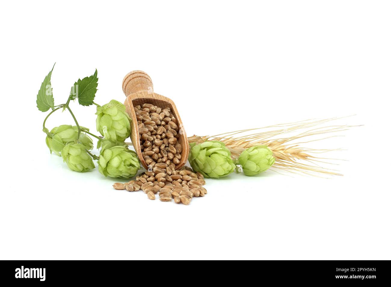 Sprig of green hops and wheat grain over white Stock Photo - Alamy