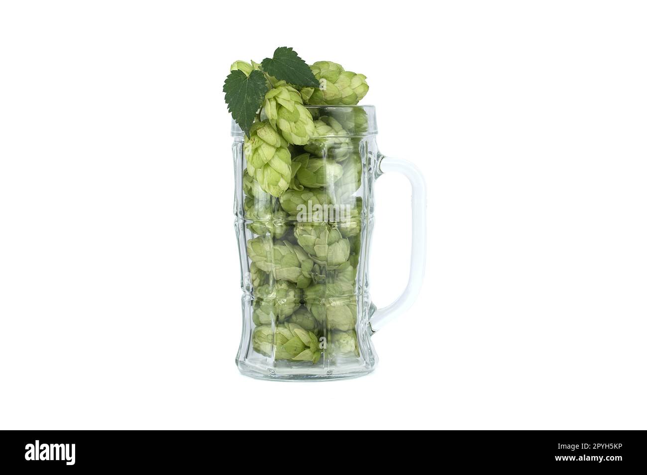 Hops in glass beer mug over white background Stock Photo - Alamy