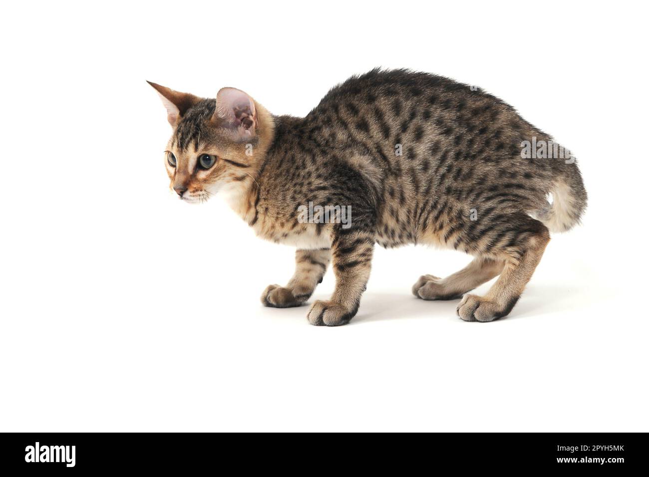 White haired animal hi-res stock photography and images - Alamy