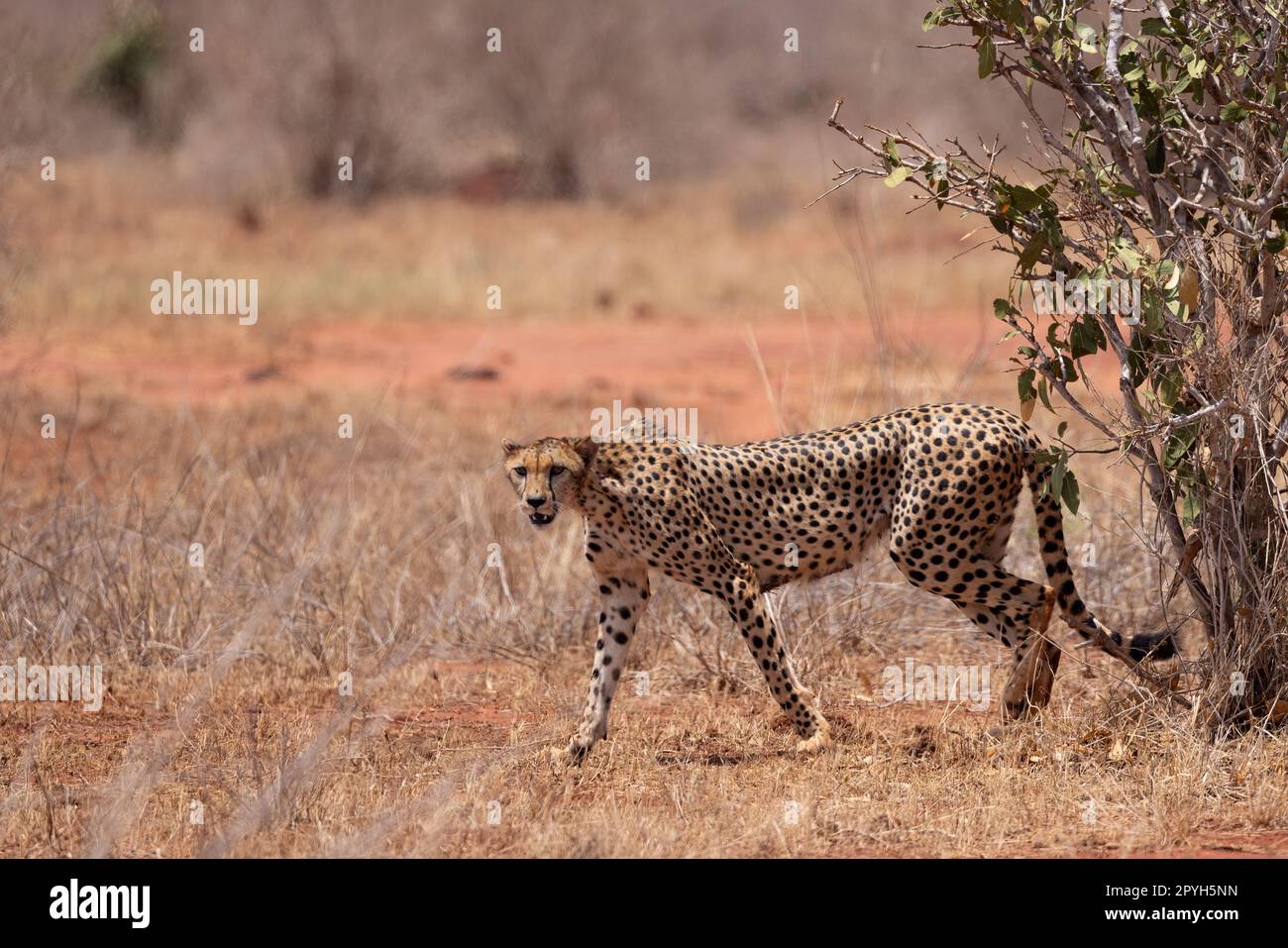 This captivating photo showcases the cheetah, a powerful and graceful ...