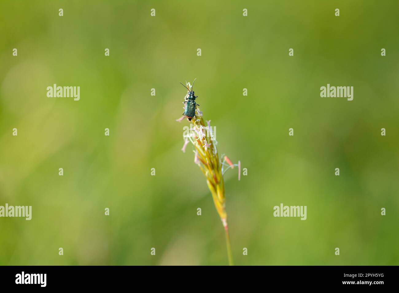 Two-spot wart beetle ( Malachius bipustulatus ) on a plant in green ...