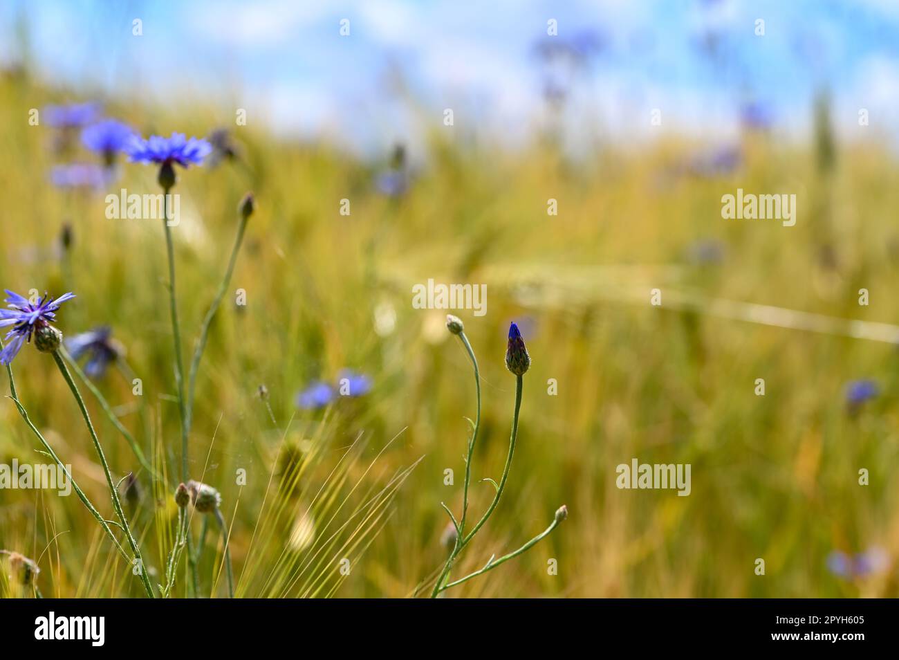 Cornflower in cornfield hi-res stock photography and images - Alamy
