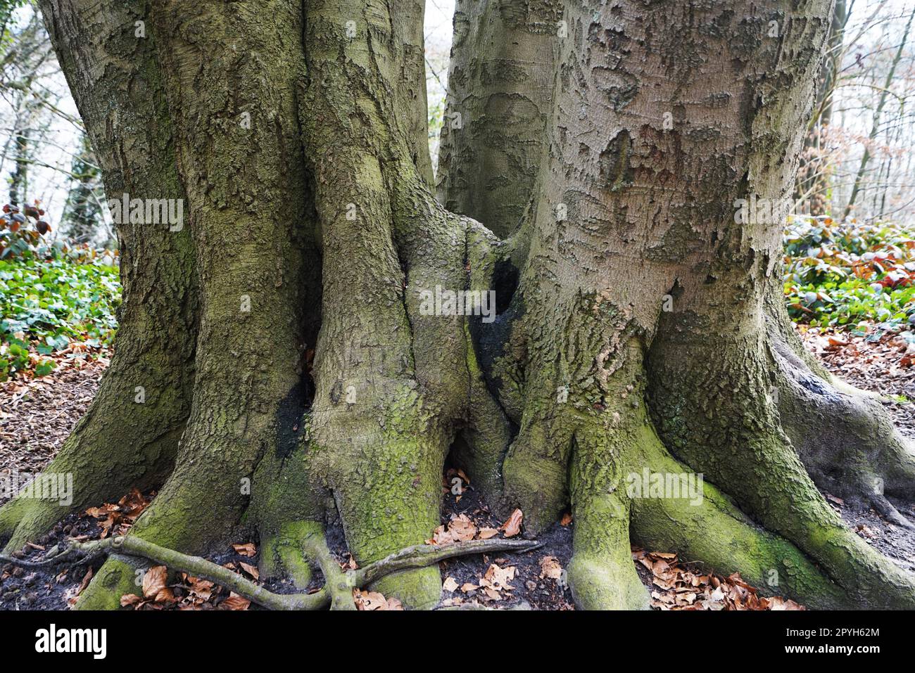 Giant tree trunk hi-res stock photography and images - Alamy