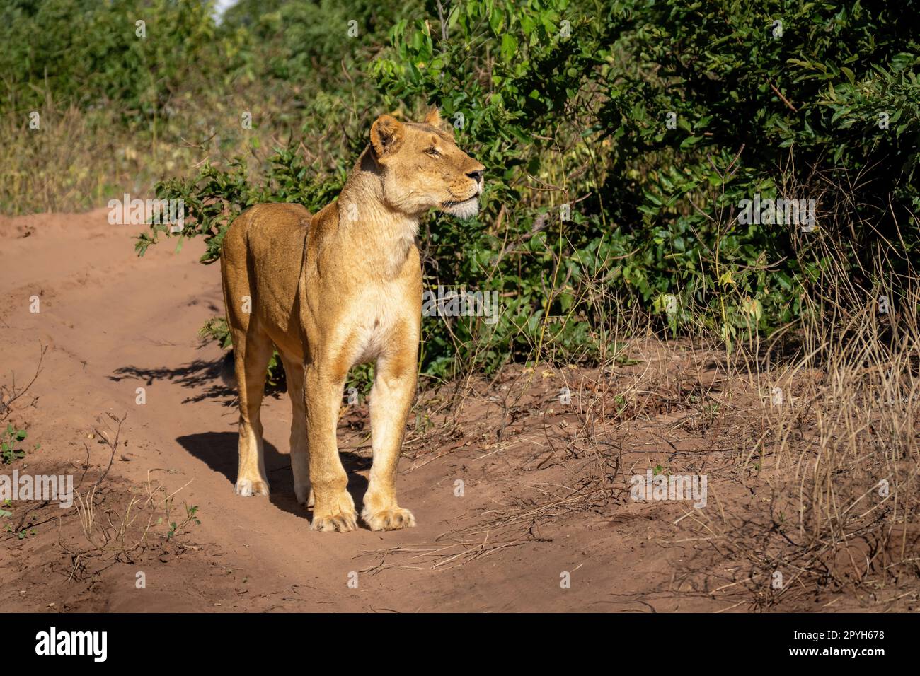 Lioness panthera leo stands hi-res stock photography and images - Alamy