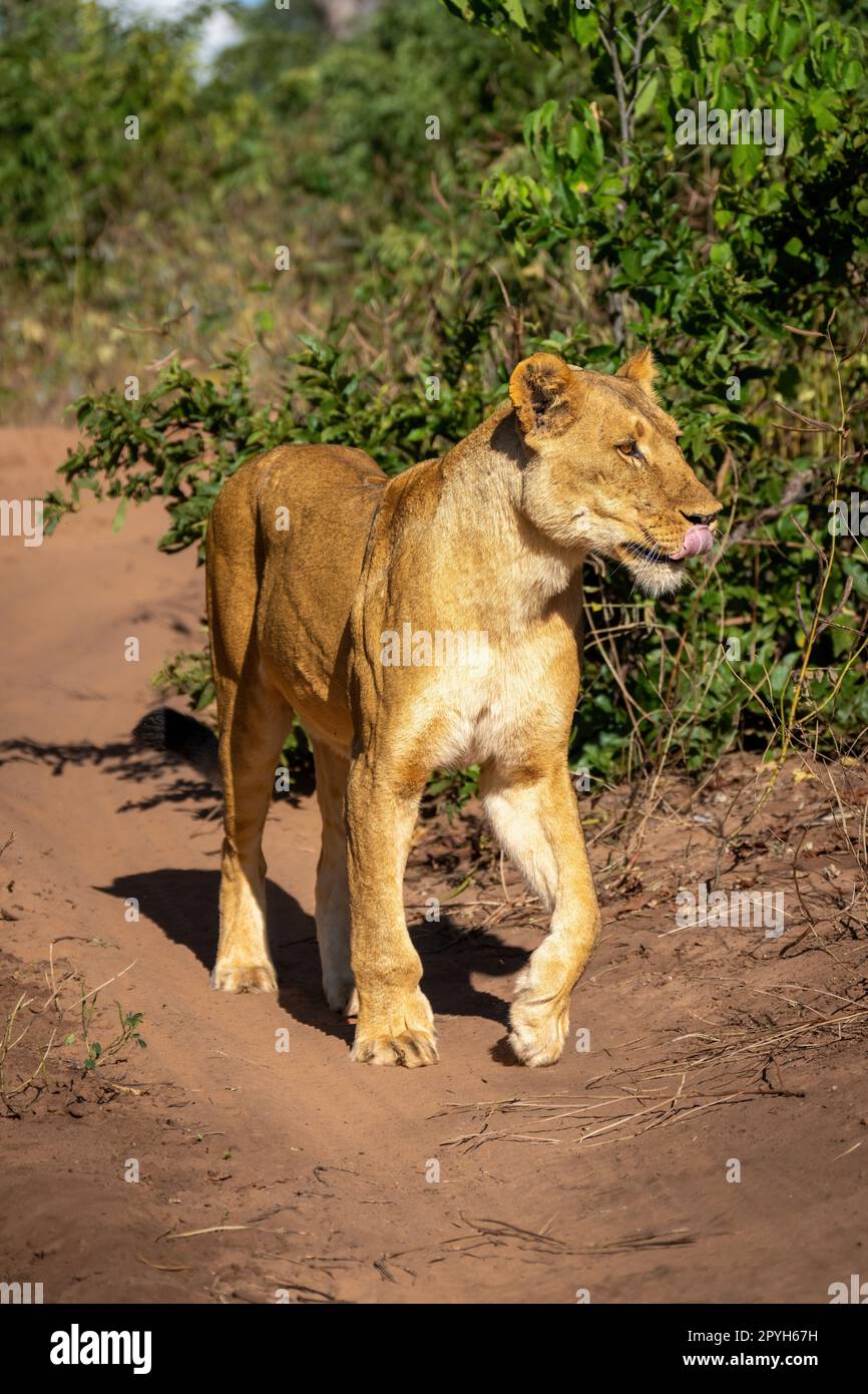 Lioness stands on sandy track lifting paw Stock Photo - Alamy
