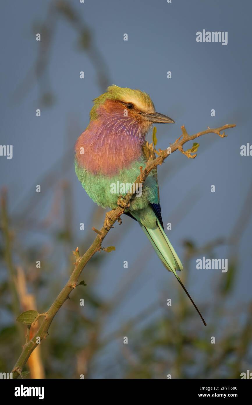 Curved head hi-res stock photography and images - Alamy