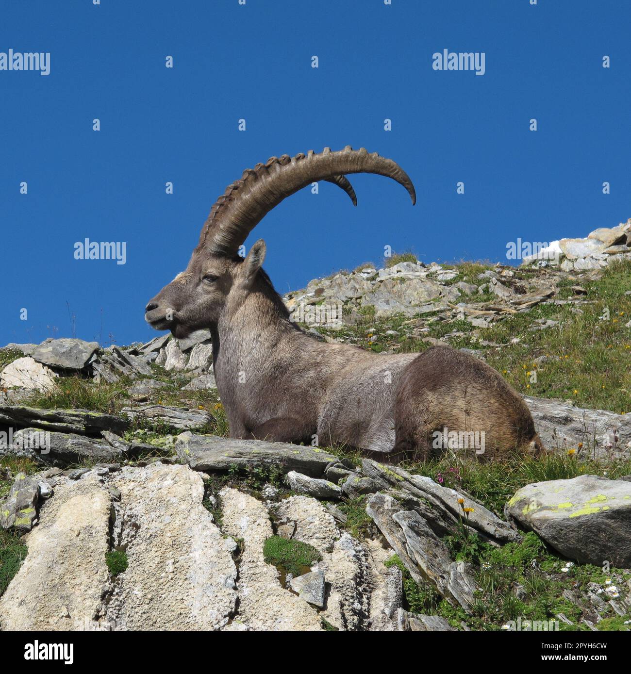 One natural alpine ibex hi-res stock photography and images - Alamy