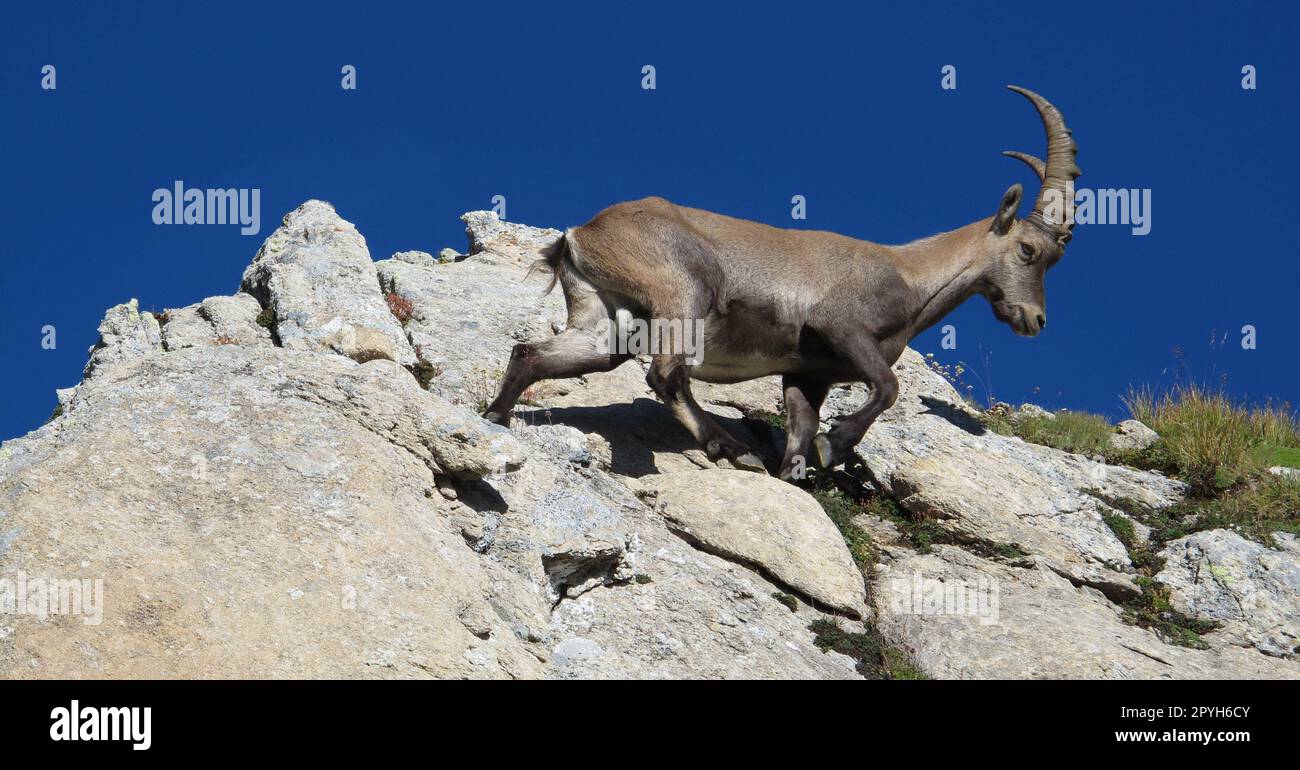 Alpine walking hi-res stock photography and images - Alamy
