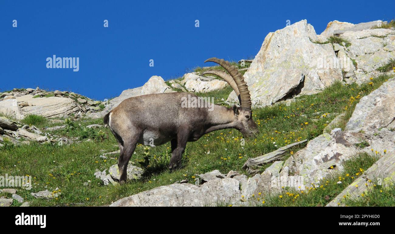 Alpine ibex grazing hi-res stock photography and images - Alamy