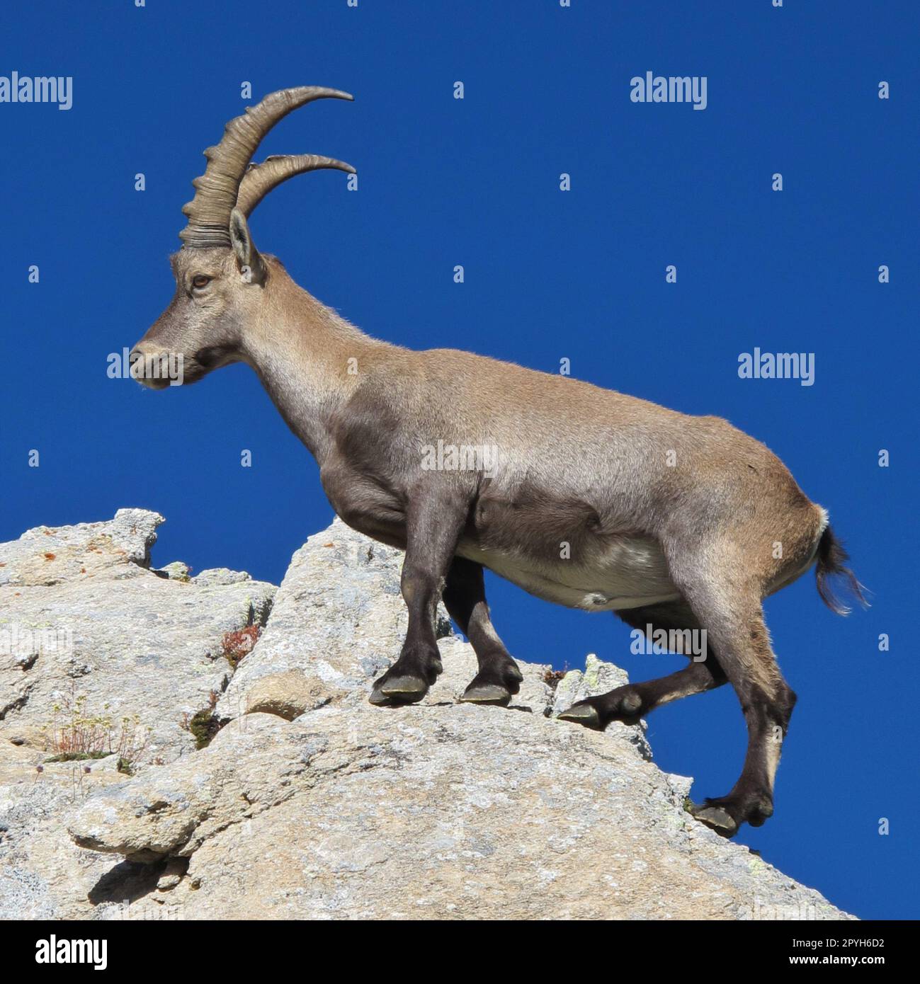 Beautiful male ibex mountain goat hi-res stock photography and images ...
