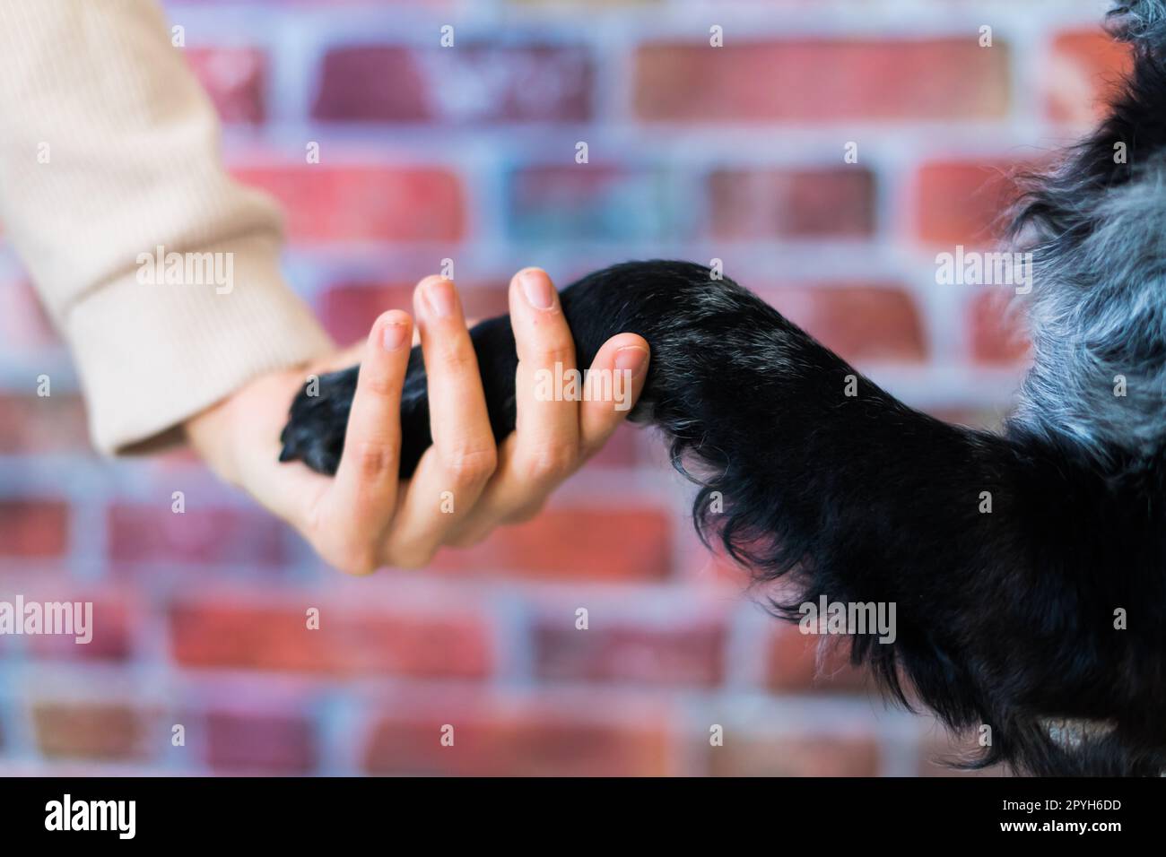 Man holds the dog's paw with love feeding mudi dog. On a brick ...