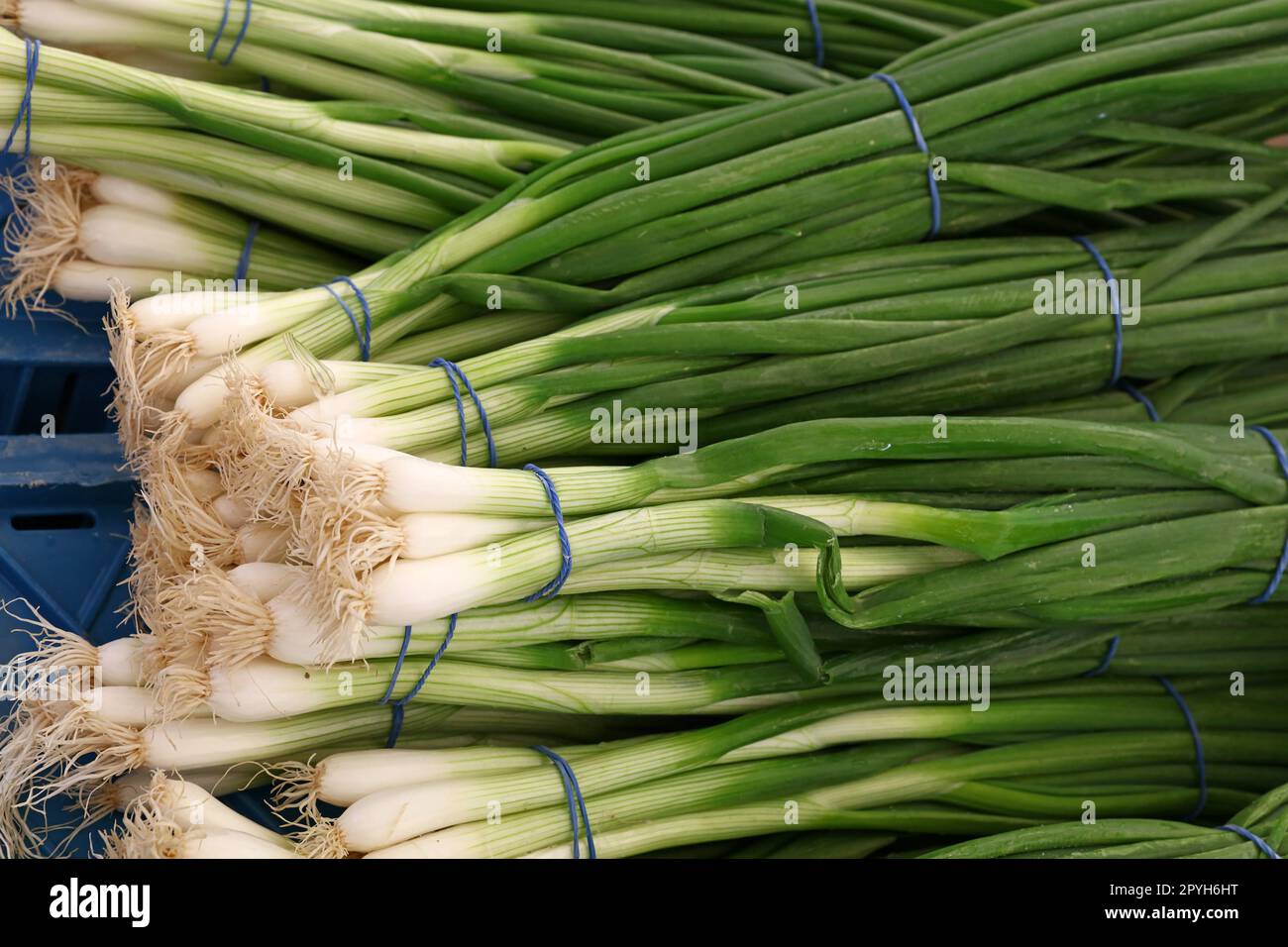 Bunch onion hi-res stock photography and images - Alamy