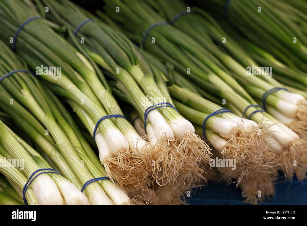 Spring onion green hi-res stock photography and images - Alamy