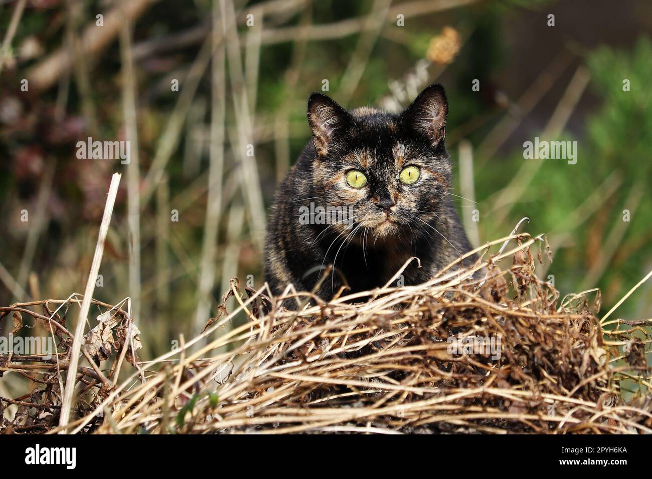 A young tortoiseshell cat just before the attack Stock Photo - Alamy