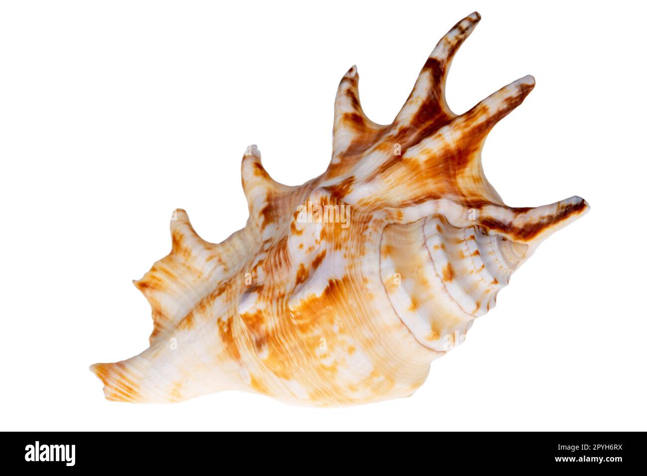 Single snail sea shell of Lambis lambis known as spider conch, isolated ...