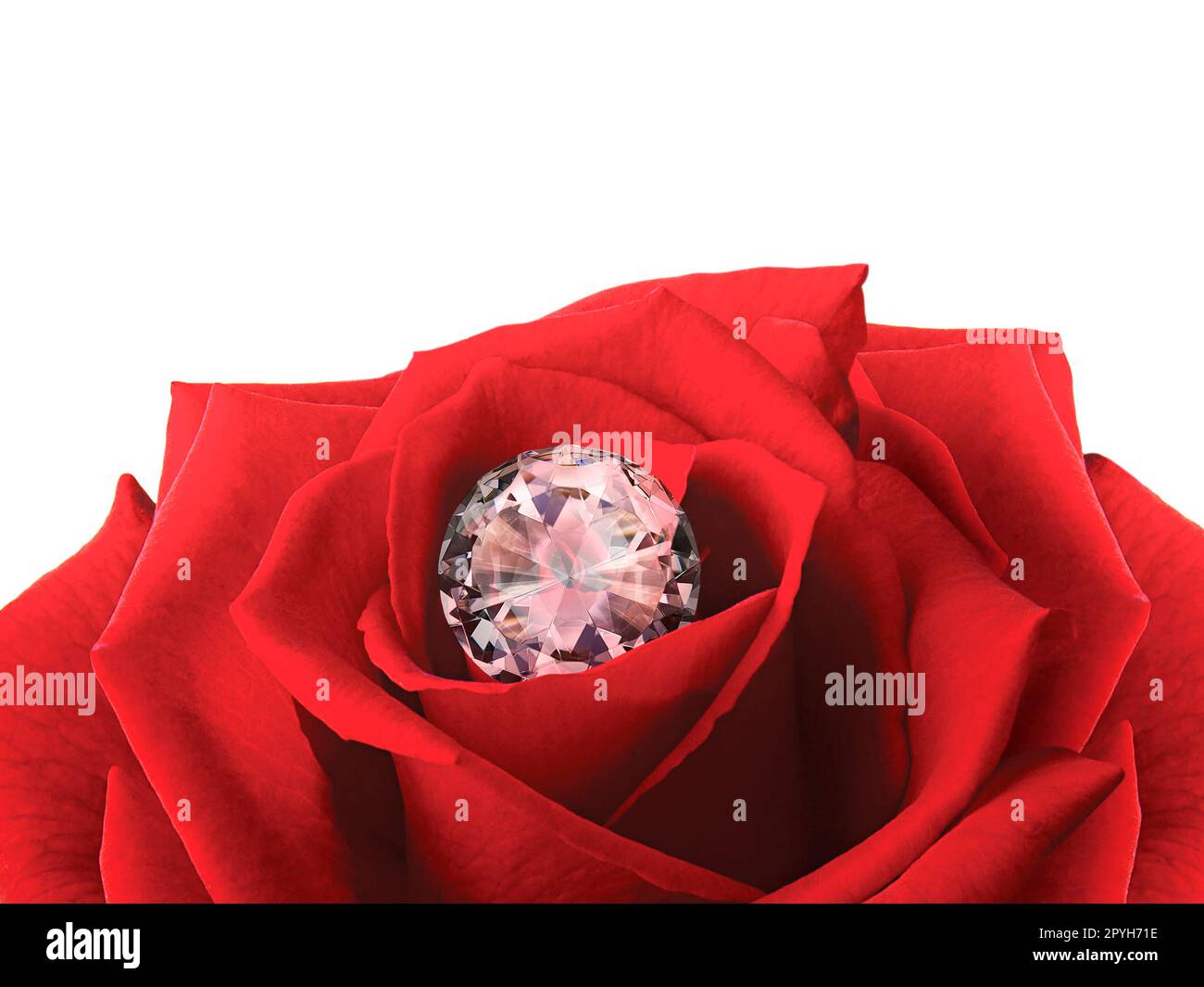Diamond on a Rose Flower Stock Photo - Alamy