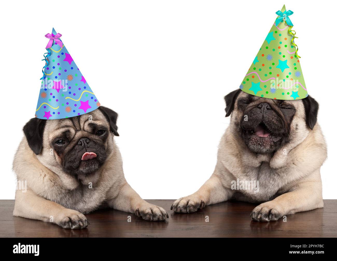adorable cute pug dog puppies singing and wearing birthday hat ...