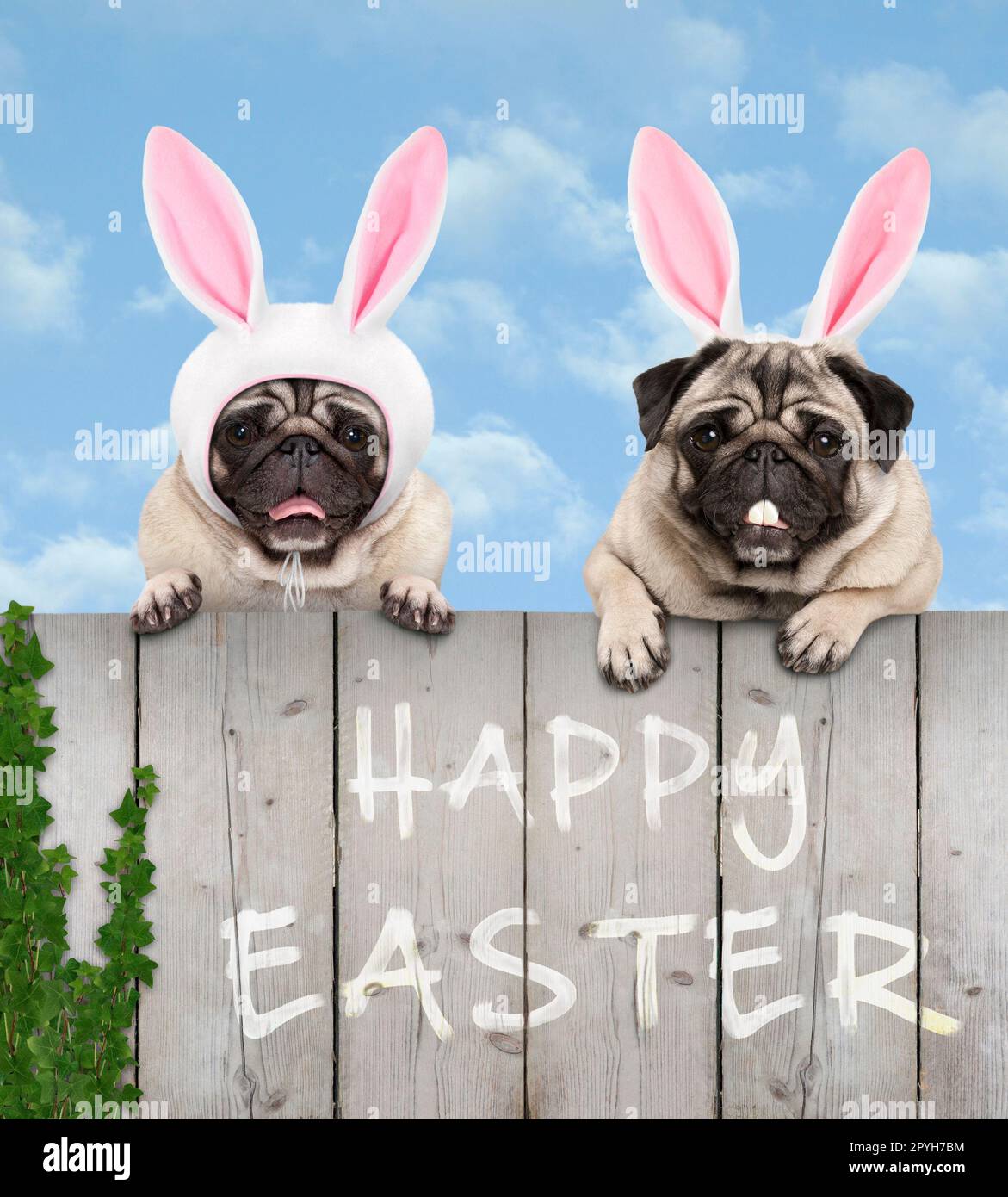 Dogs with paws on fence hi-res stock photography and images - Alamy