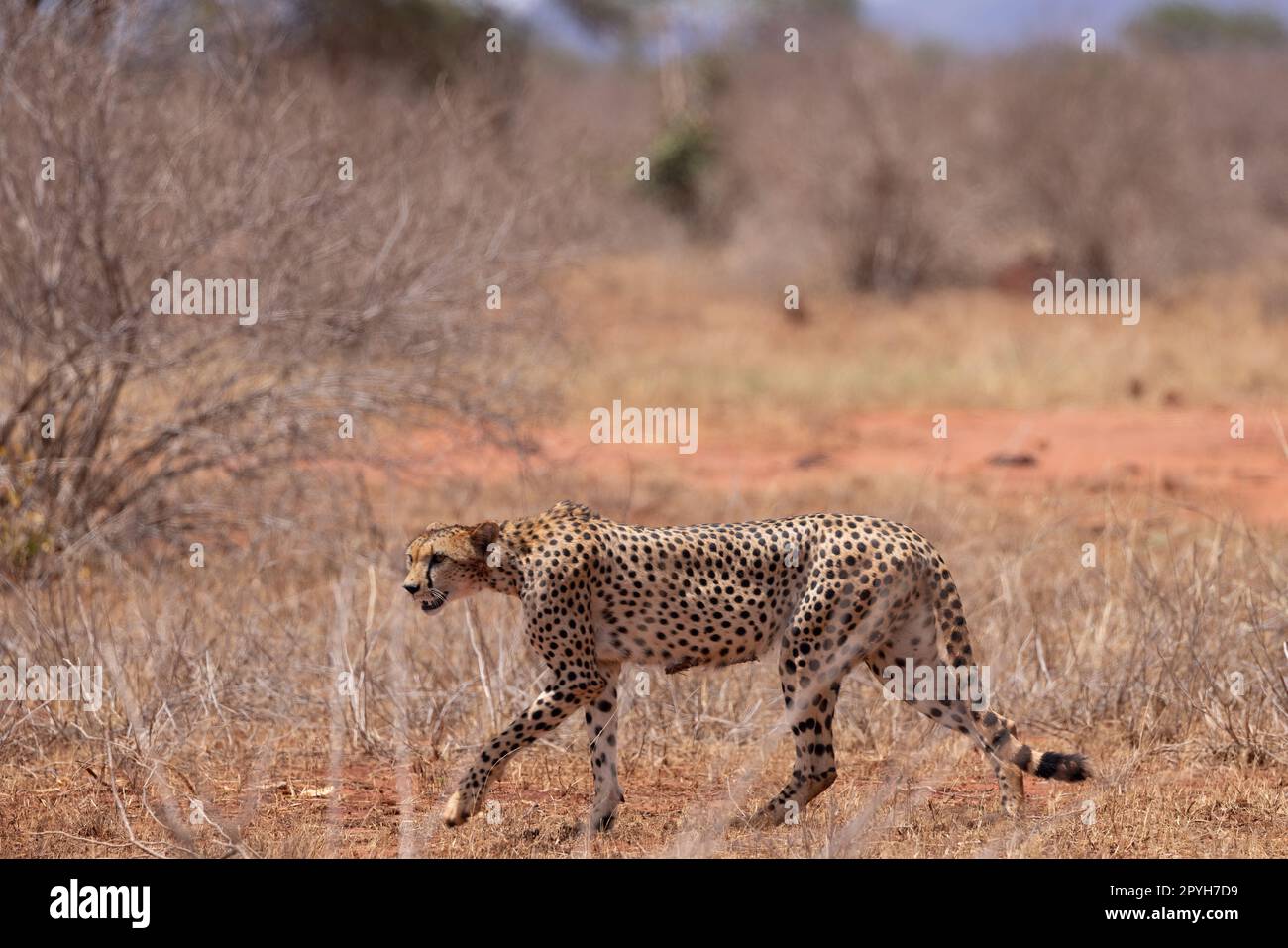 This captivating photo showcases the cheetah, a powerful and graceful ...
