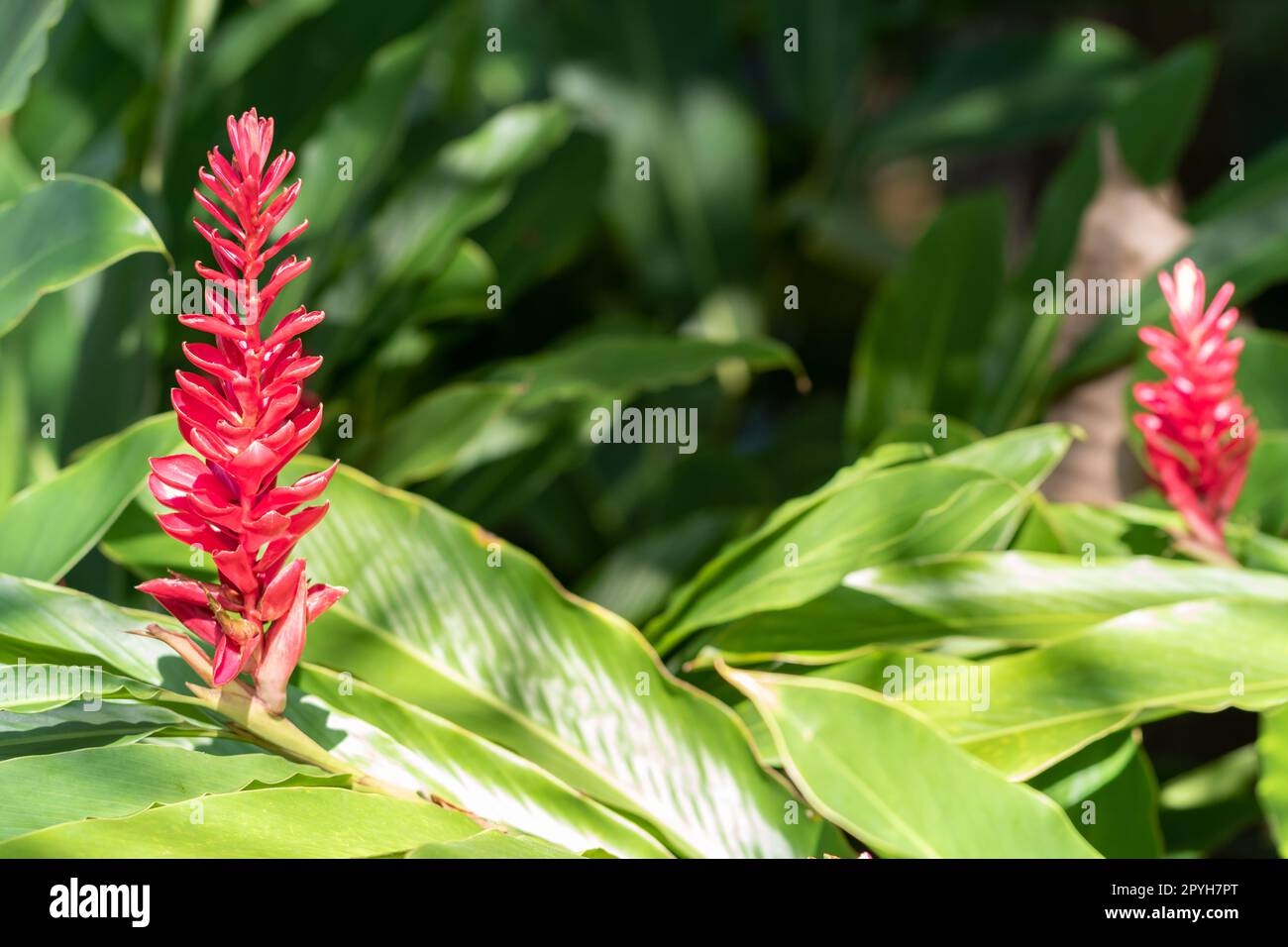 The ginger garden hi-res stock photography and images - Alamy