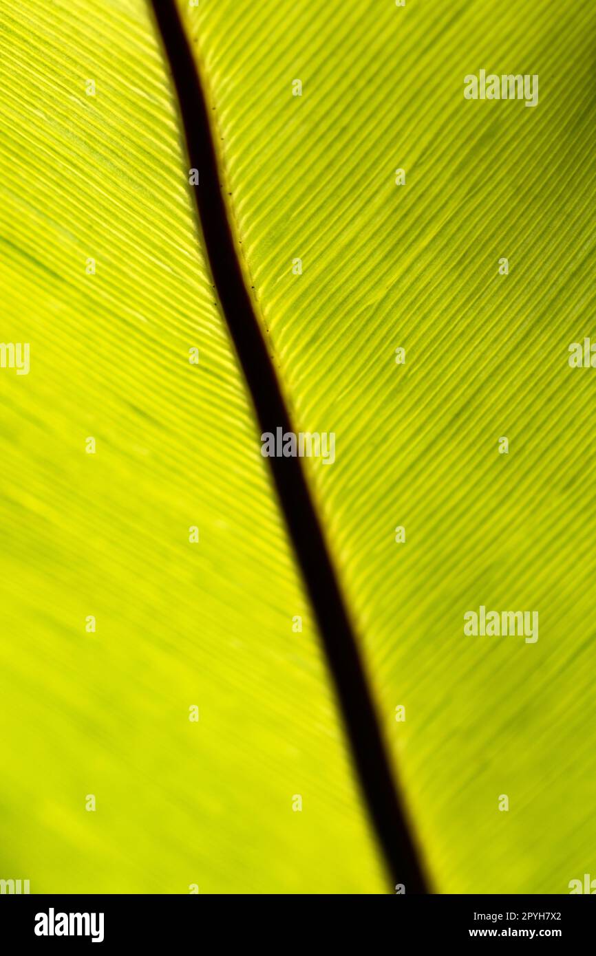 Close up of Bird's nest fern prominent dark brown midrib frond texture ...