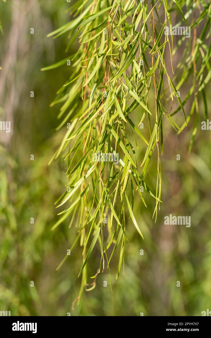 Weeping Willow tree branches in the sunlight Stock Photo - Alamy