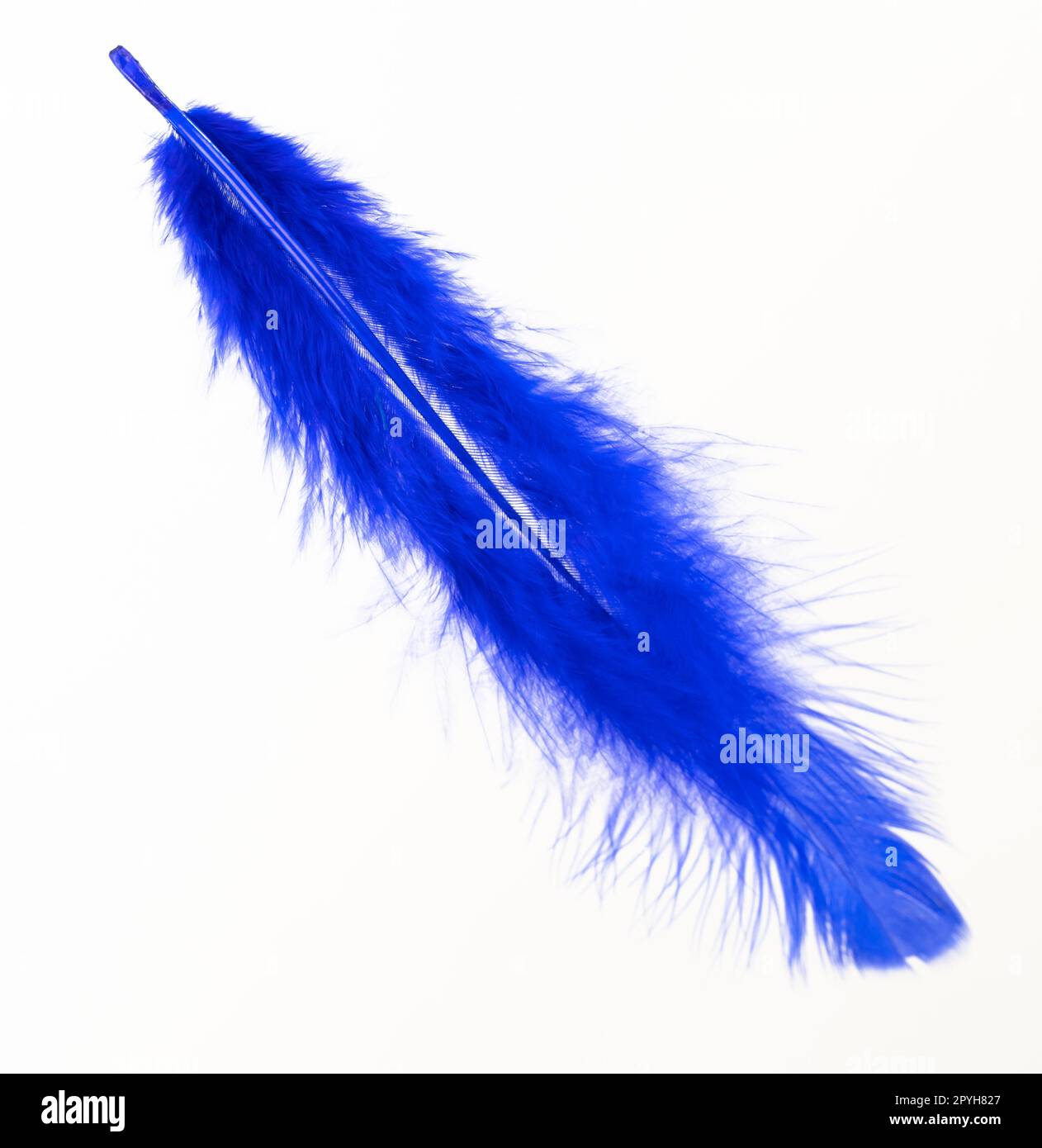 Blue feather on white background Stock Photo - Alamy