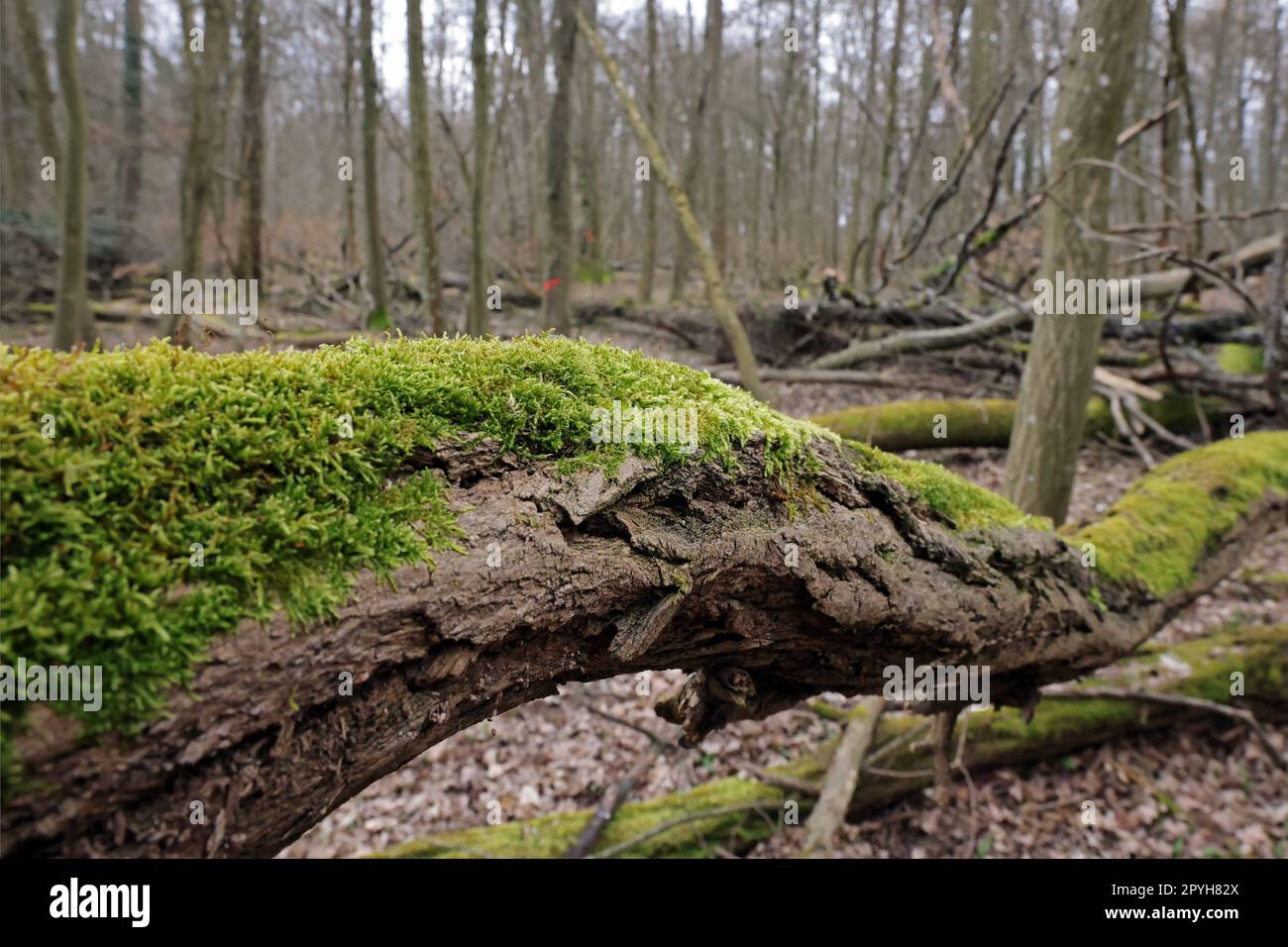 Old tree trunk overgrown green hi-res stock photography and images - Alamy