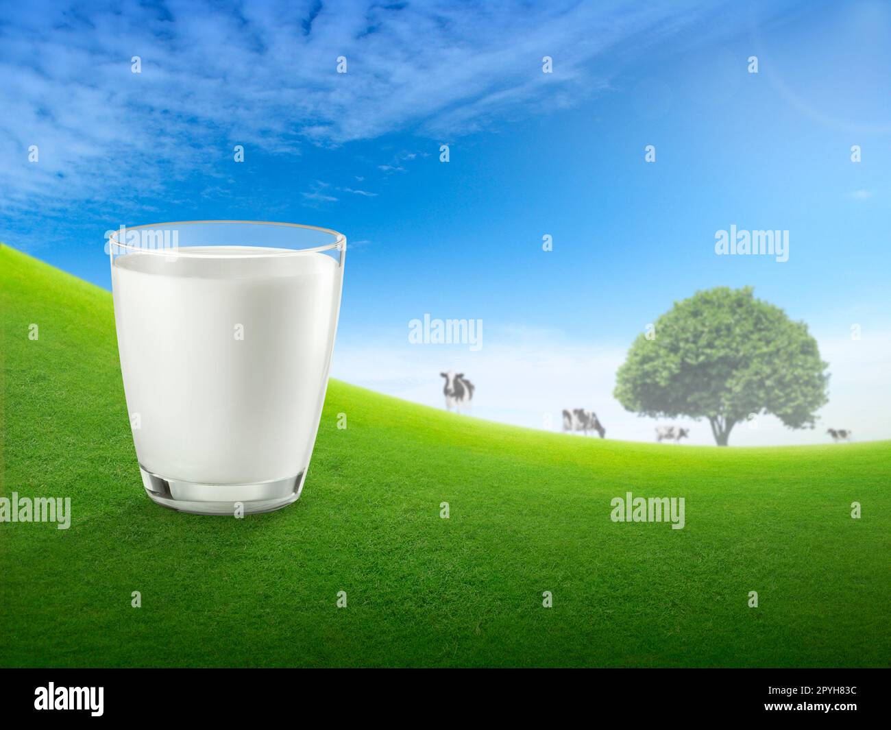 Fresh milk in glass and blurred landscape with cow on meadow. Healthy ...
