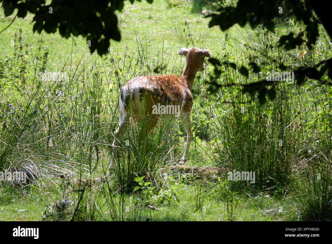 Damhirschkuh hi-res stock photography and images - Alamy