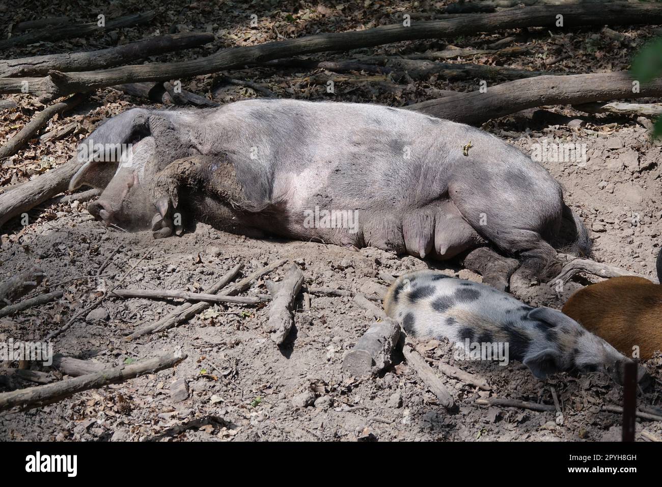 Schwein hi-res stock photography and images - Alamy