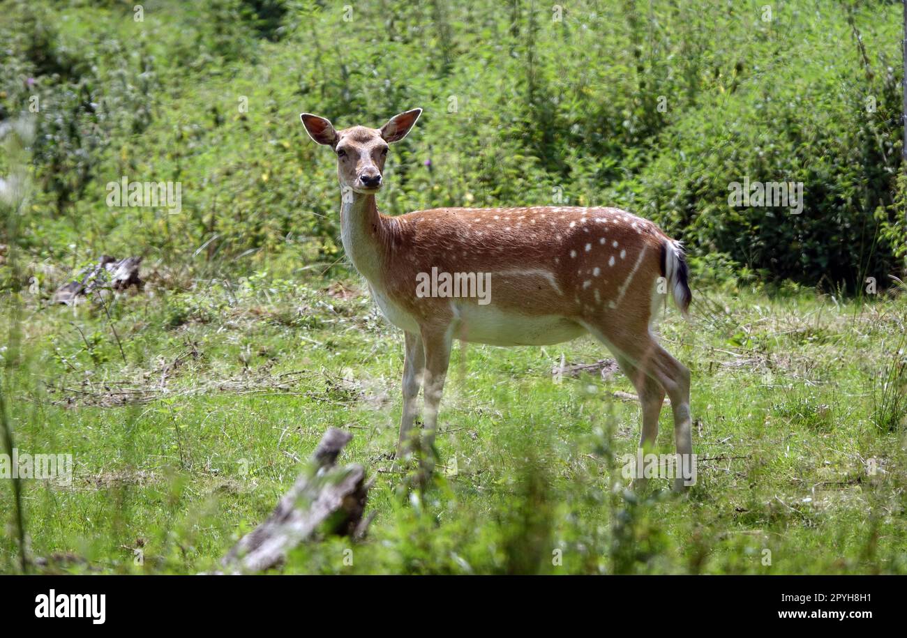 Damhirschkuh hi-res stock photography and images - Alamy
